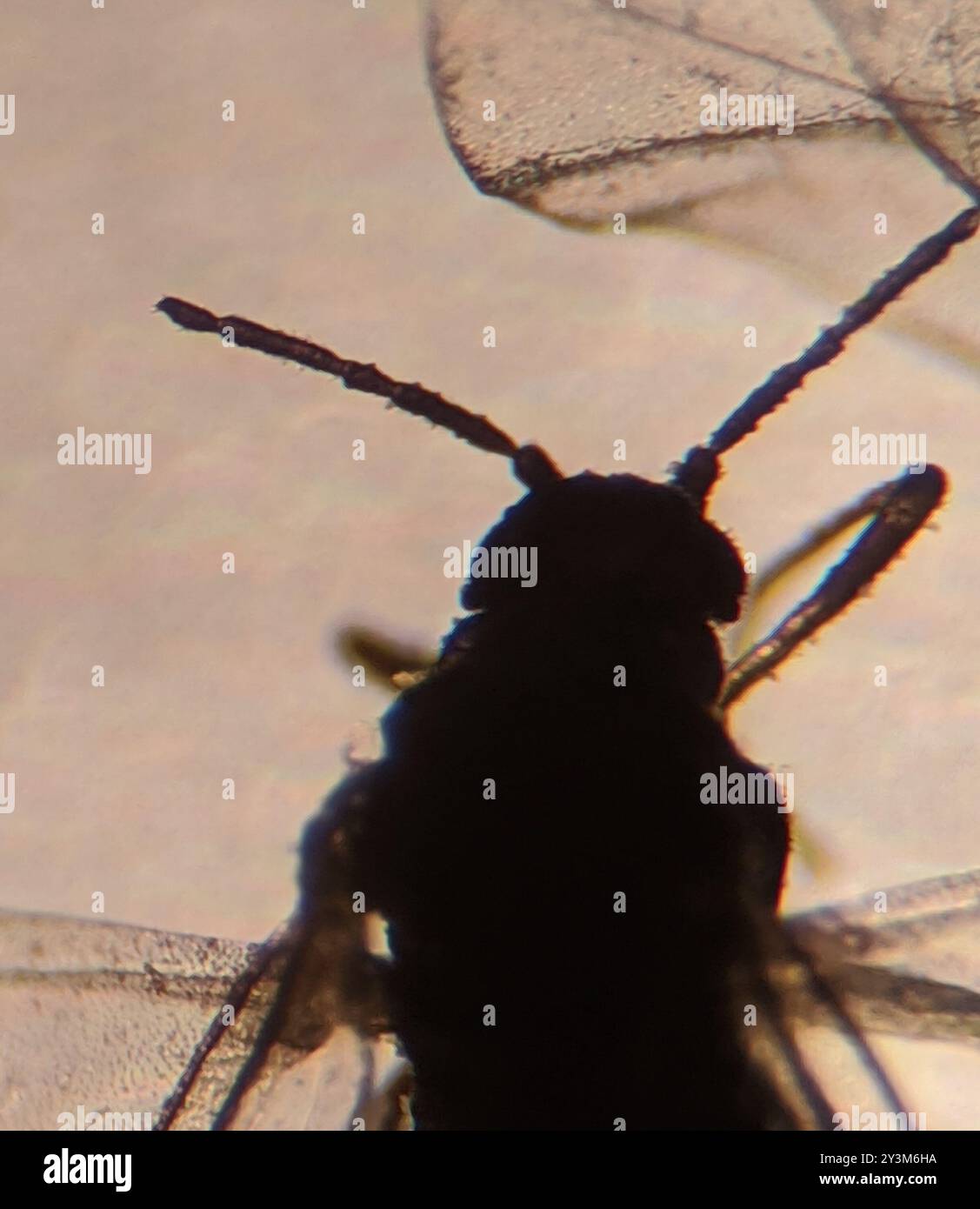 Rice Root Aphid (Tetraneura akinire) Insecta Stock Photo - Alamy