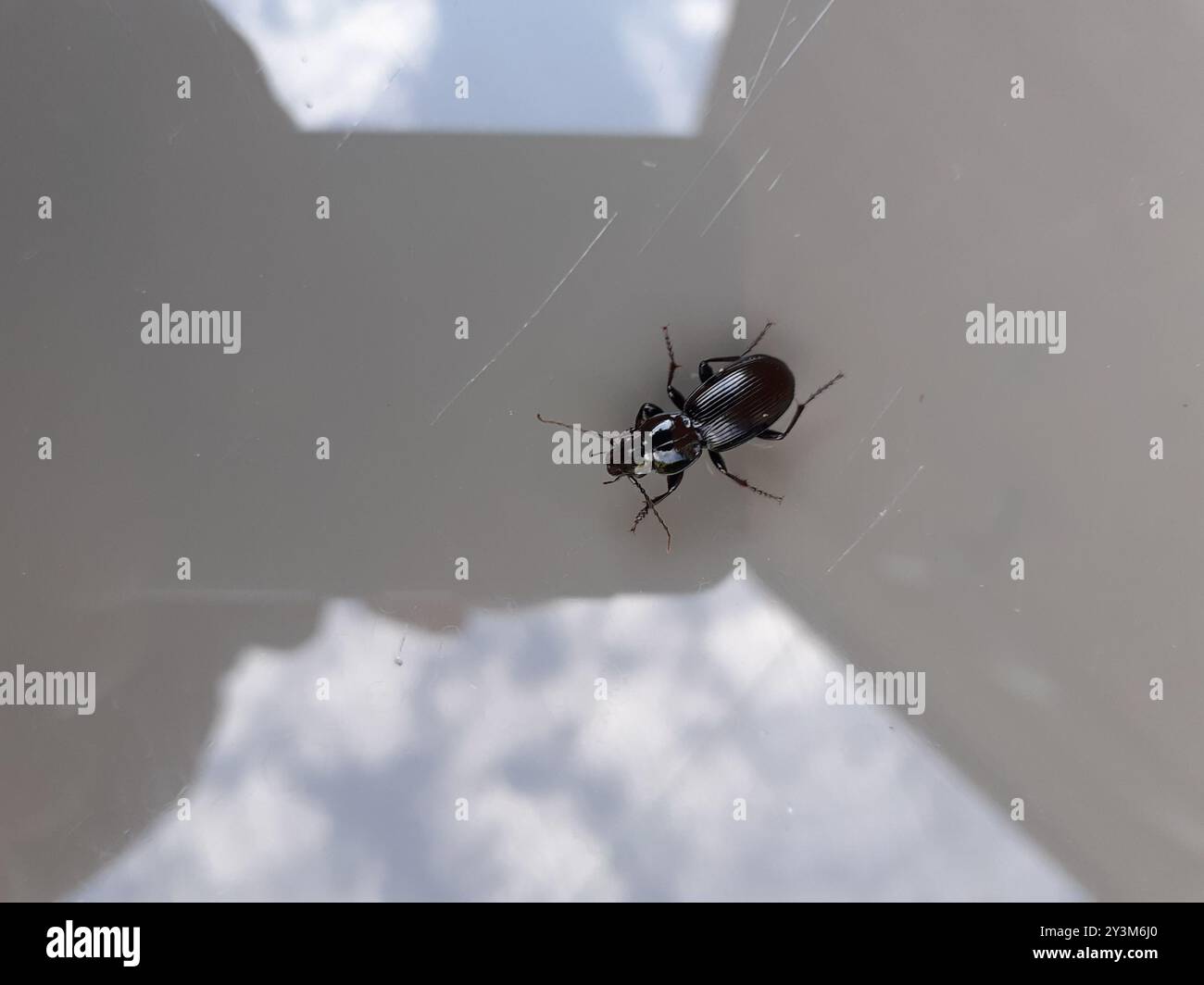 Black Clock (Pterostichus madidus) Insecta Stock Photo - Alamy