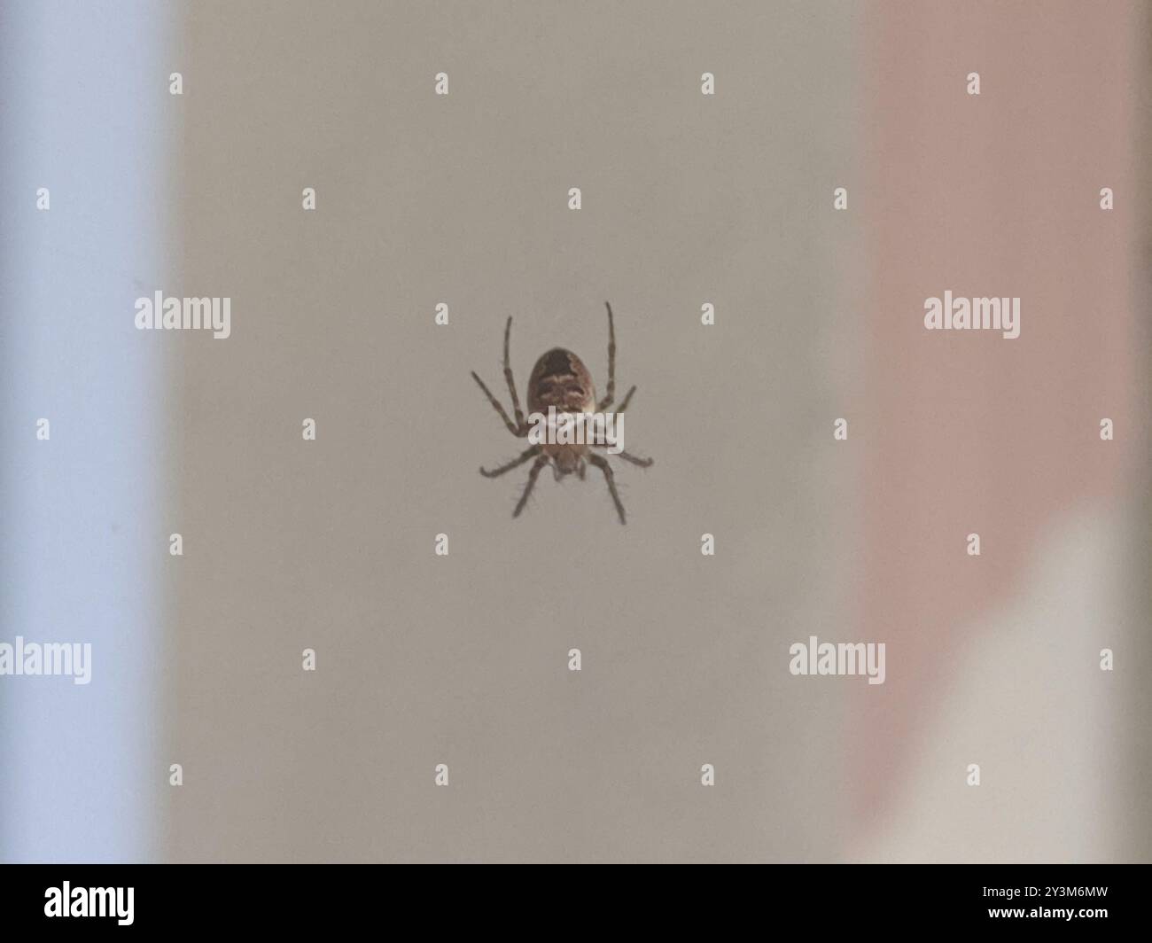 Zilla Orbweaver (Zilla diodia) Arachnida Stock Photo - Alamy