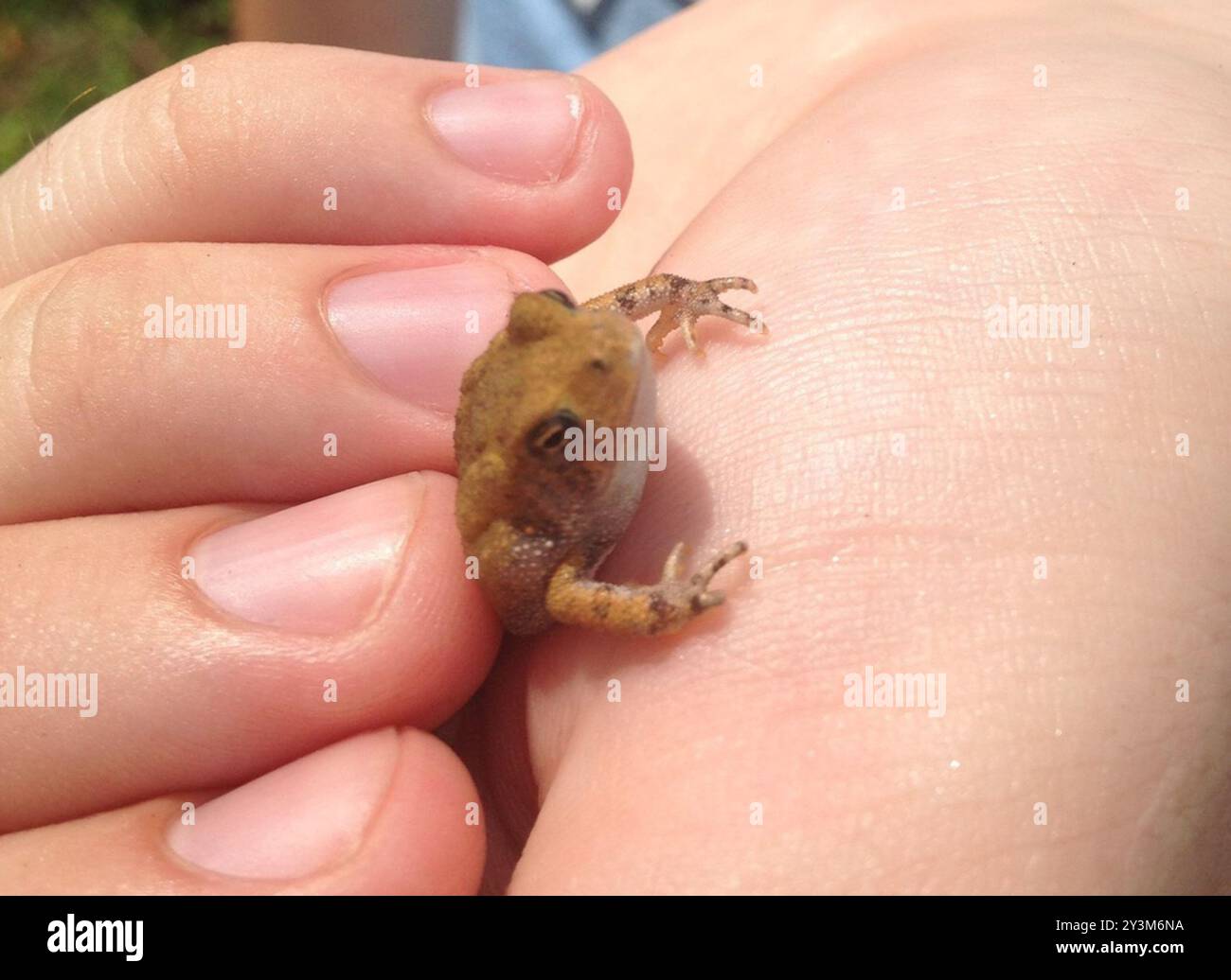 True Toads (Bufonidae) Amphibia Stock Photo - Alamy