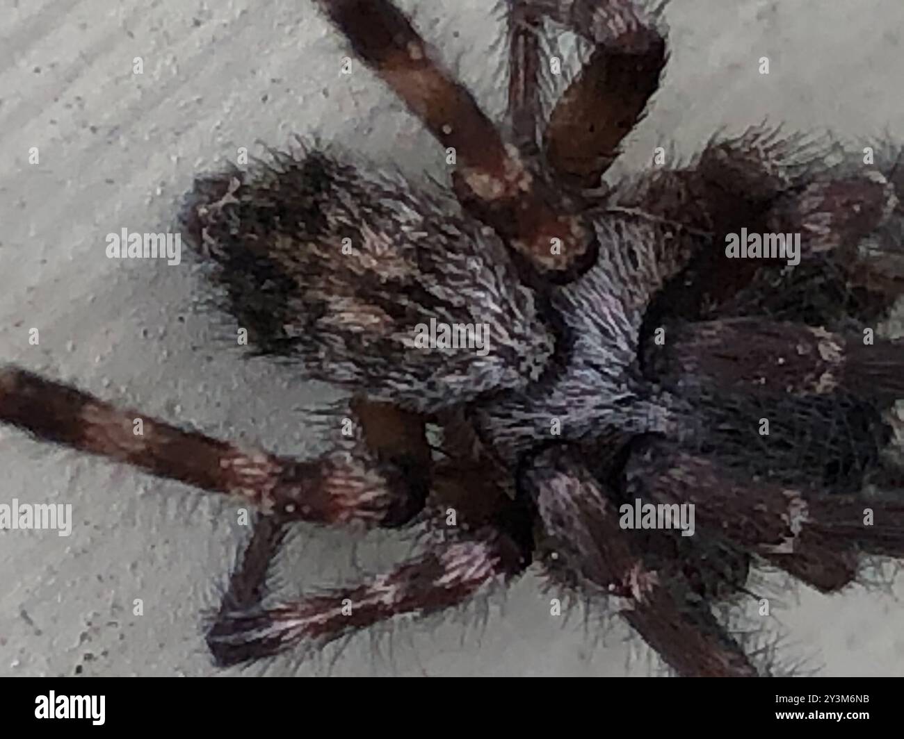 Badumna longinqua hi-res stock photography and images - Alamy