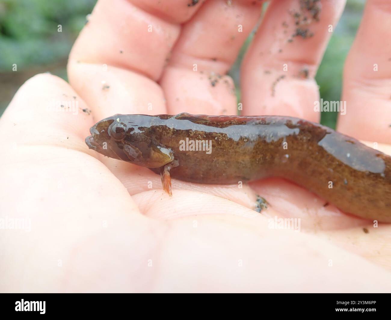 High Cockscomb (Anoplarchus purpurescens) Actinopterygii Stock Photo ...