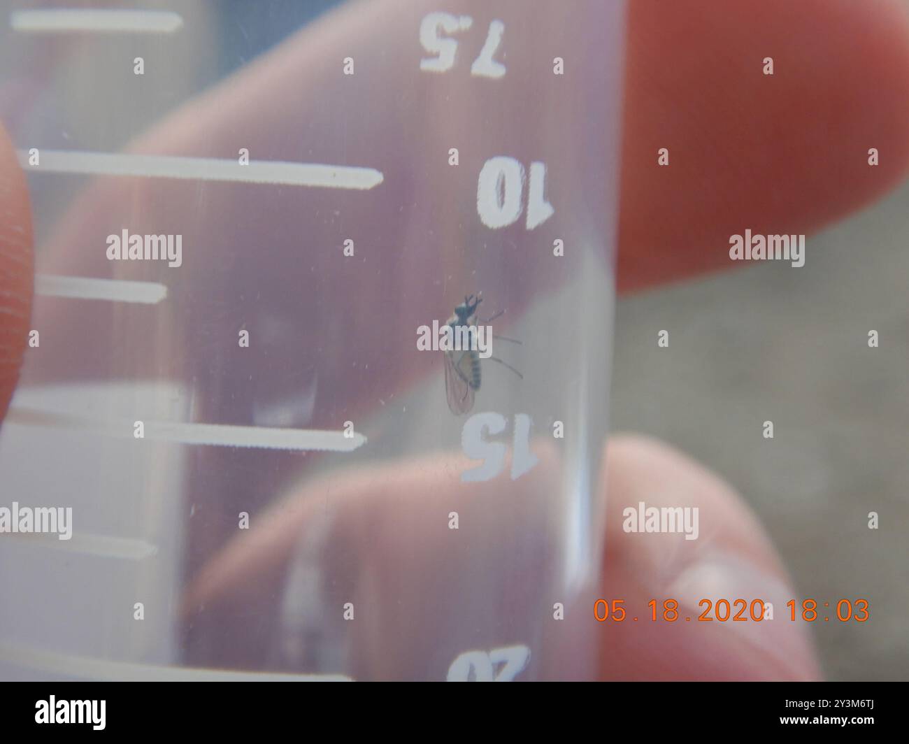 Black Flies (Simuliidae) Insecta Stock Photo - Alamy