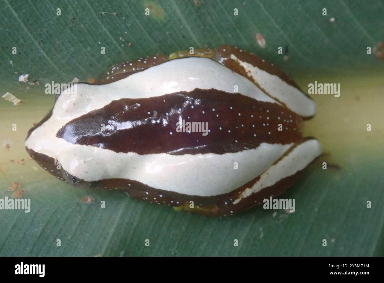 Fornasini's Spiny Reed Frog (Afrixalus fornasini) Amphibia Stock Photo ...