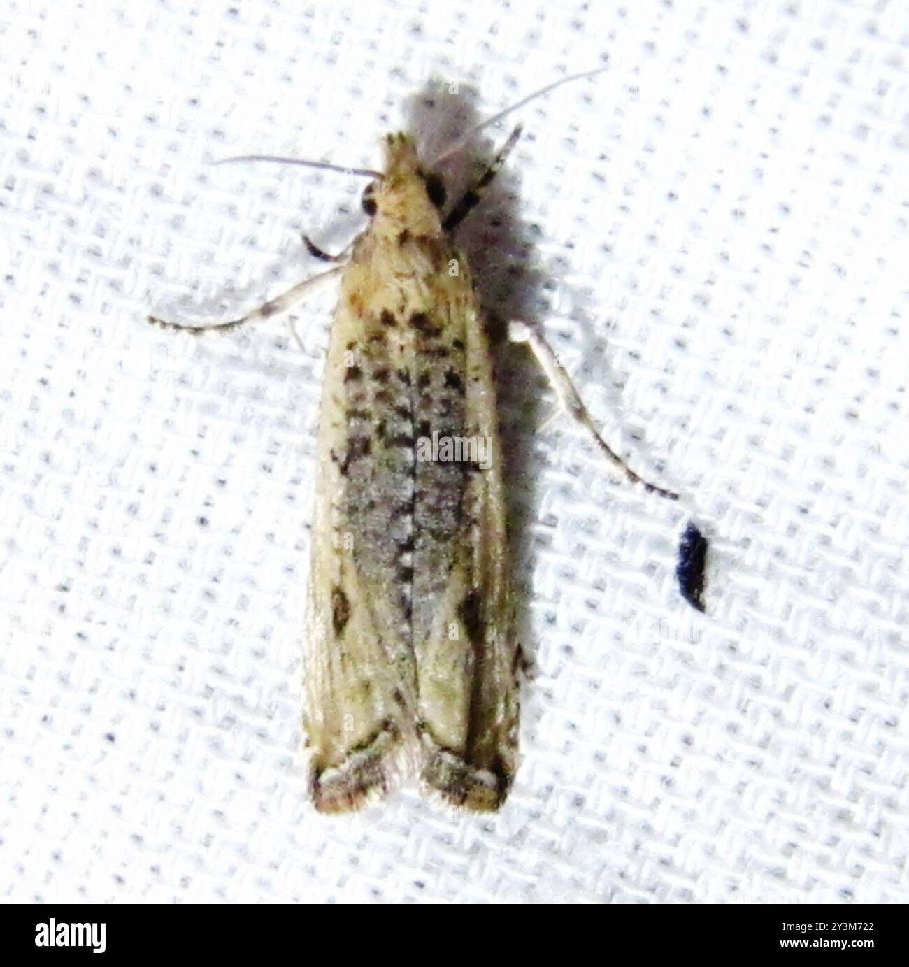 Javelin Moth (Bactra verutana) Insecta Stock Photo - Alamy