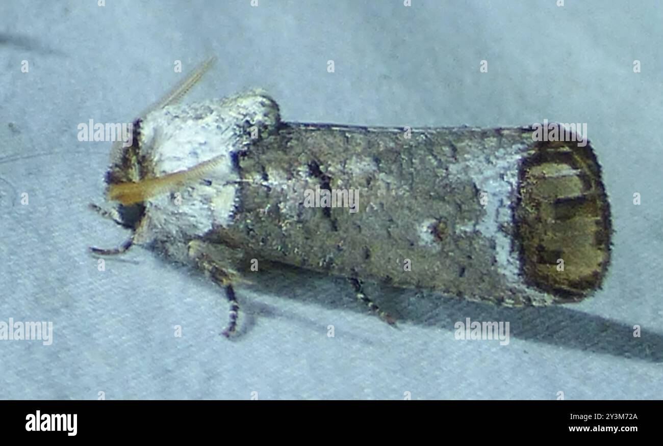 Pecan Carpenterworm Moth (Cossula magnifica) Insecta Stock Photo - Alamy