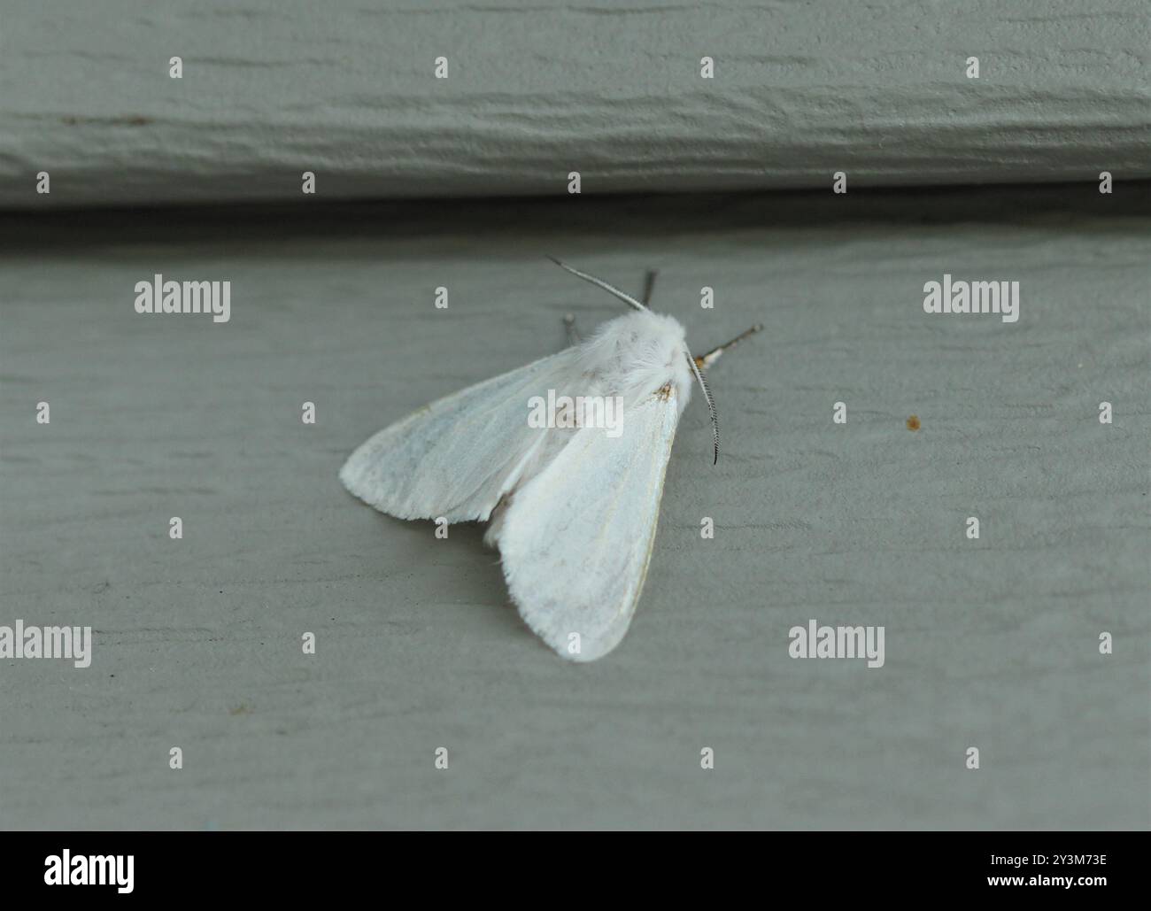 Fall Webworm Moth (Hyphantria cunea) Insecta Stock Photo - Alamy