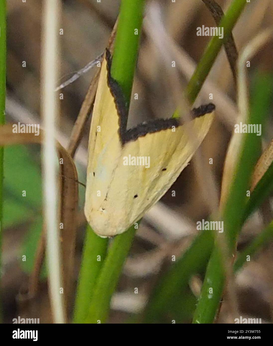 Black-bordered Lemon Moth (Marimatha nigrofimbria) Insecta Stock Photo ...