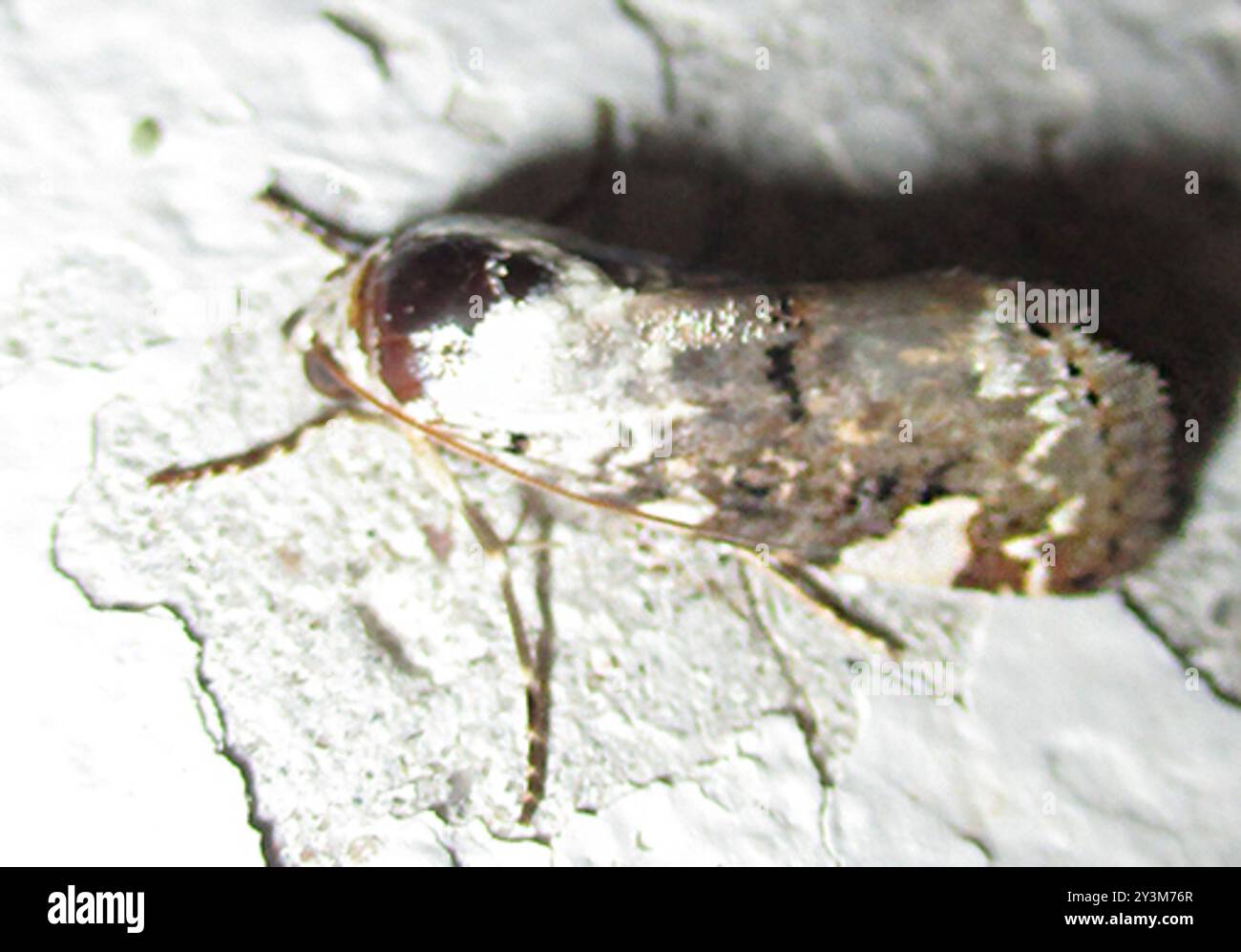 Square Spot Droplet (Acontia trychaenoides) Insecta Stock Photo - Alamy