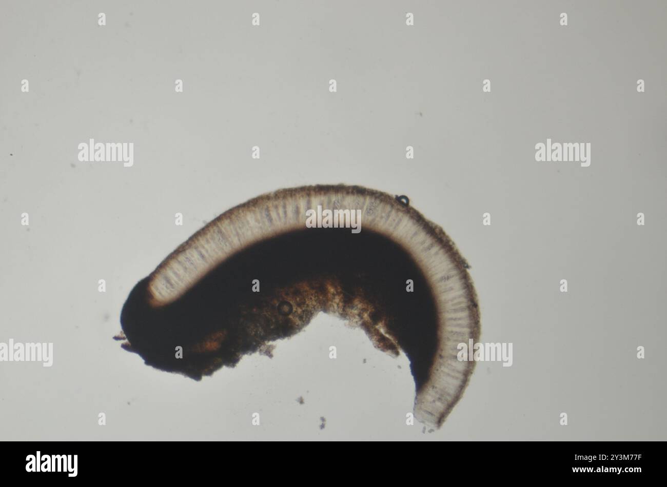 (Porpidia thomsonii) Fungi Stock Photo - Alamy