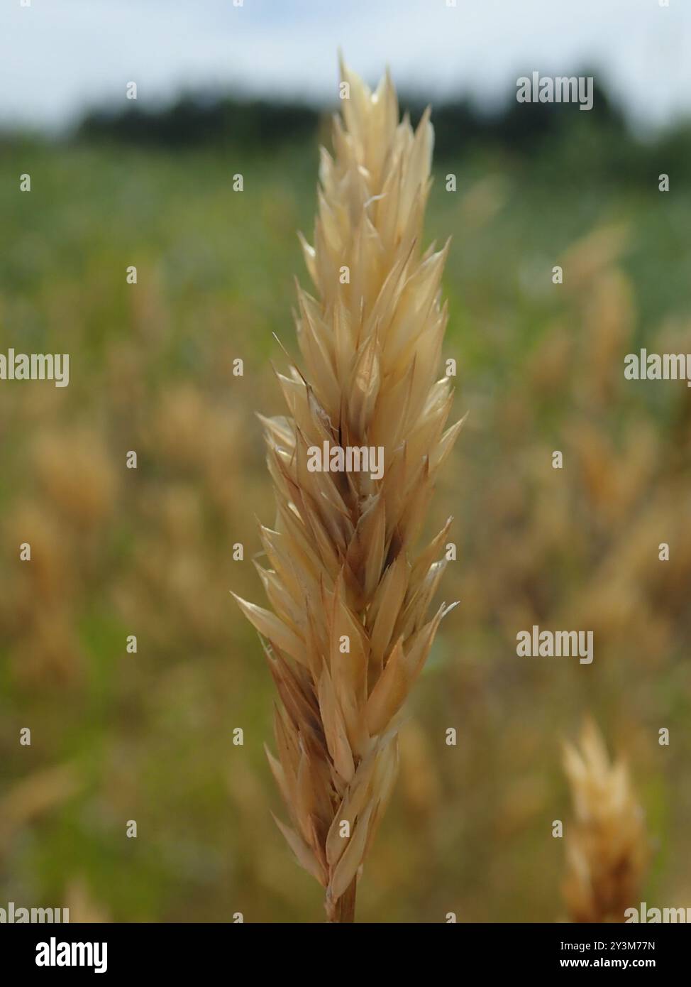 grasses (Poaceae) Plantae Stock Photo - Alamy