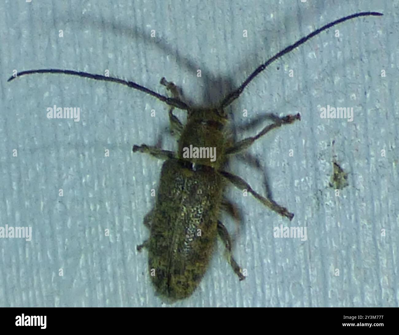 Eupogonius pauper hi-res stock photography and images - Alamy