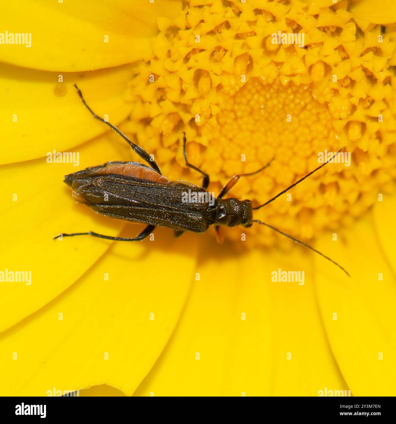 Yellow-legged Thick-legged Flower Beetle (Oedemera flavipes) Insecta ...