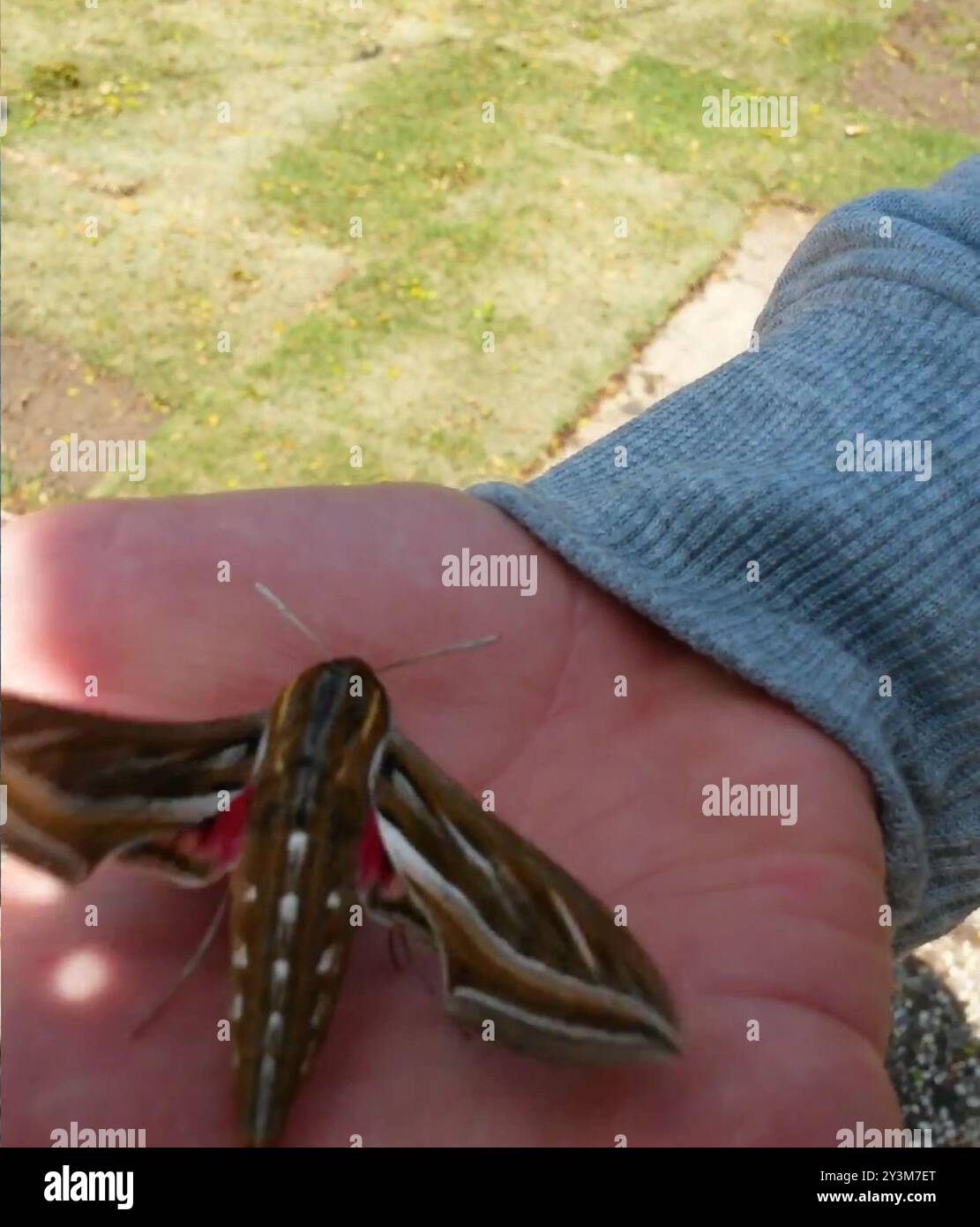 Vine Hawkmoth (Hippotion celerio) Insecta Stock Photo - Alamy