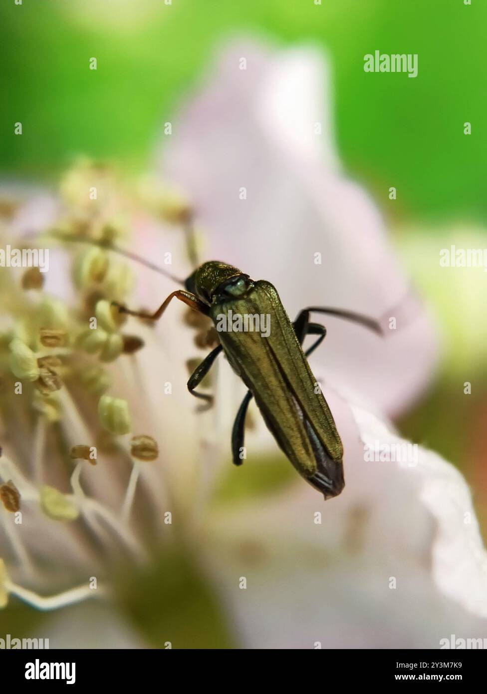 Yellow-legged Thick-legged Flower Beetle (Oedemera flavipes) Insecta ...