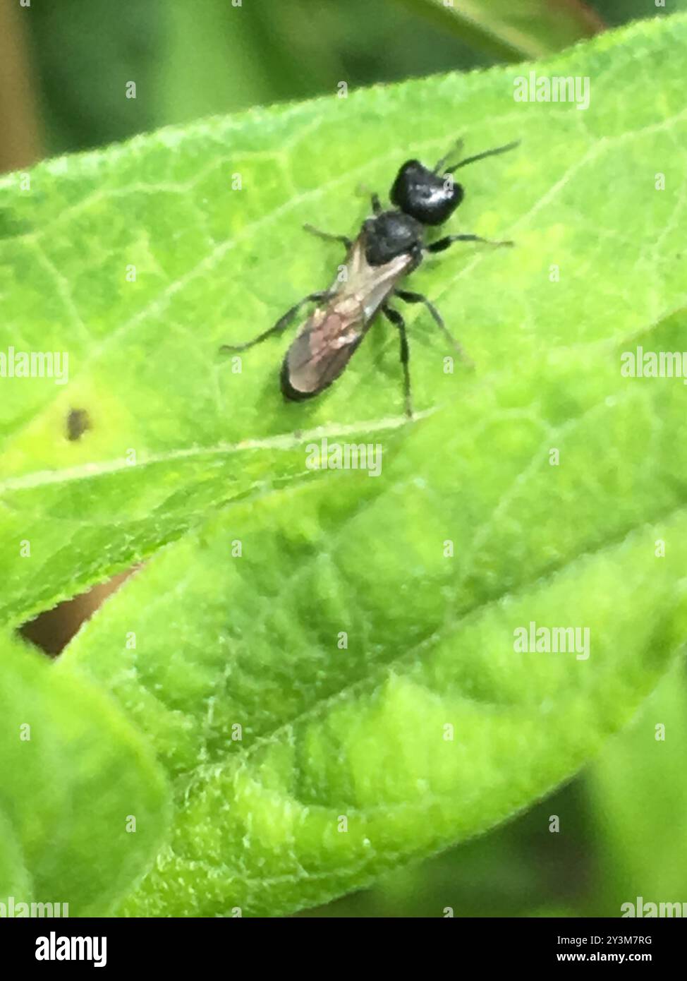 Typical Aphid Wasps (Pemphredon) Insecta Stock Photo - Alamy