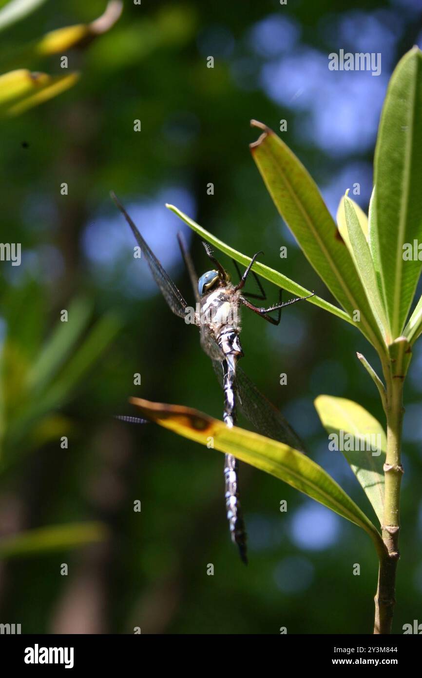 Eastern Spectre (Caliaeschna microstigma) Insecta Stock Photo - Alamy