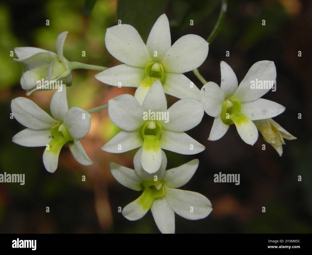 Green Lipped Dendrobium (Dendrobium ovatum) Plantae Stock Photo - Alamy