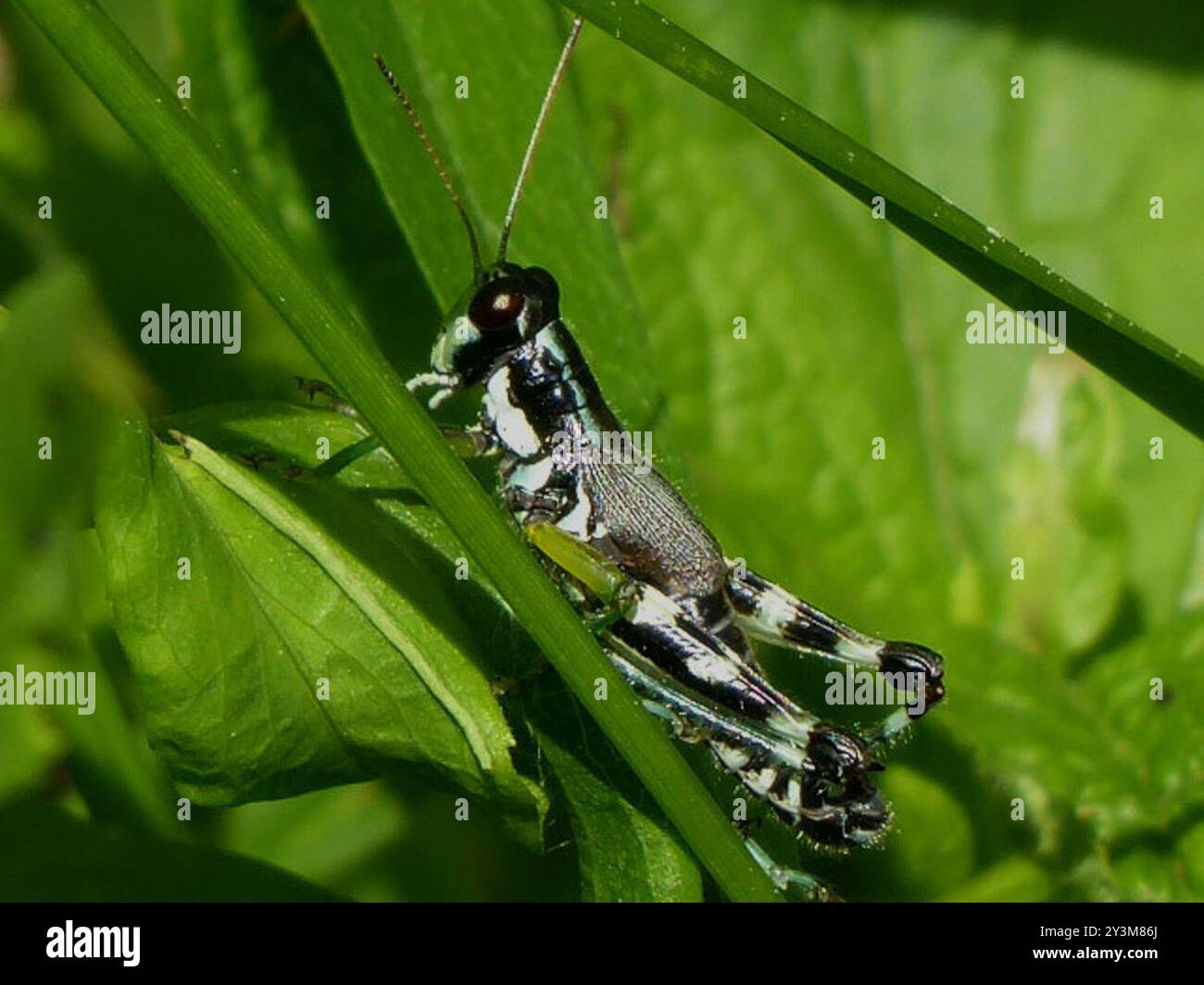 Green-legged Spur-throat Grasshopper (Melanoplus viridipes) Insecta ...