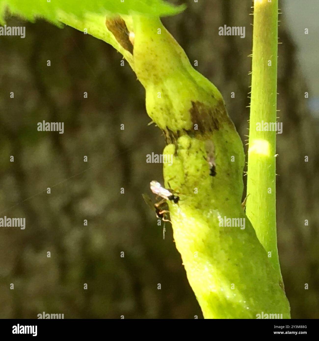 thimbleberry gallmaker (Diastrophus kincaidii) Insecta Stock Photo - Alamy