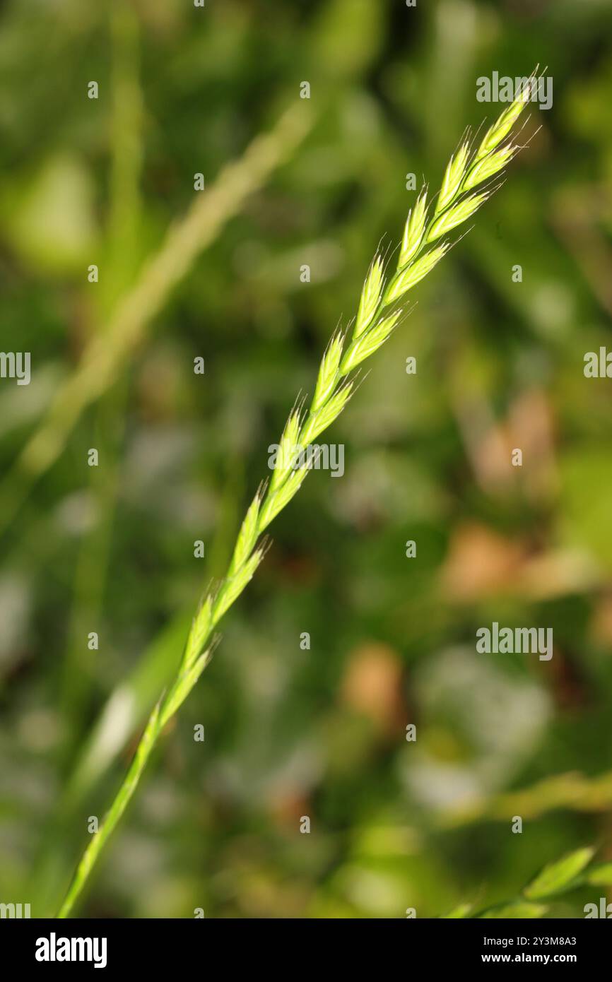 Italian Ryegrass (Lolium multiflorum) Plantae Stock Photo - Alamy