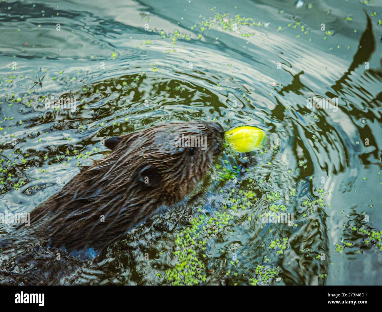 Swimming rat hi-res stock photography and images - Alamy