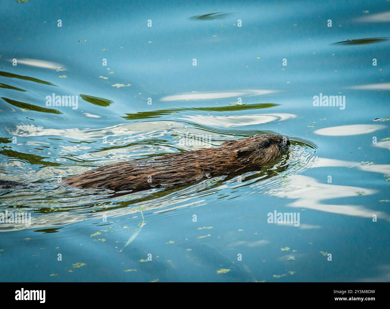 an european water rat nutria , swimming Stock Photo - Alamy