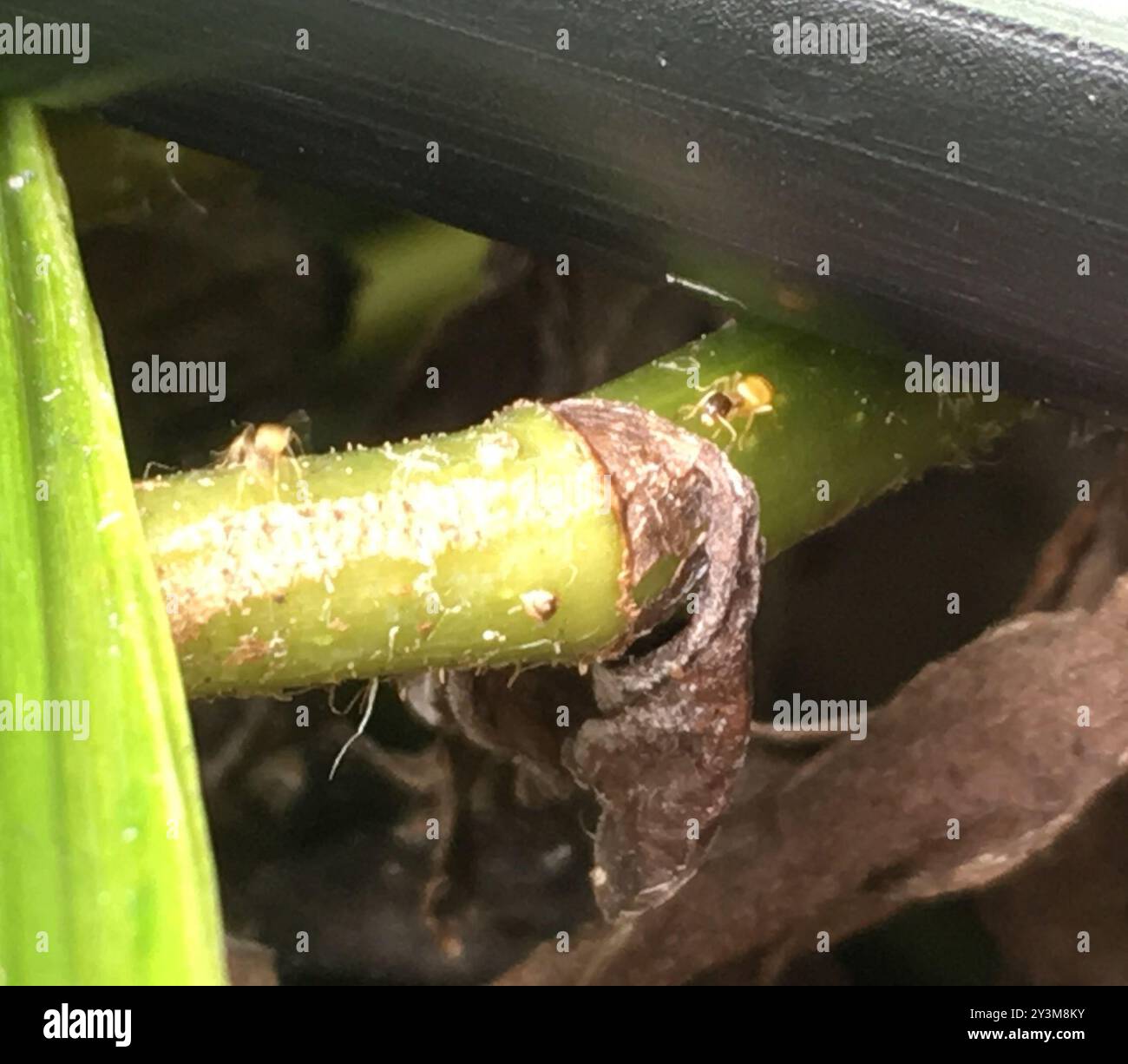 Ghost Ant (Tapinoma melanocephalum) Insecta Stock Photo - Alamy