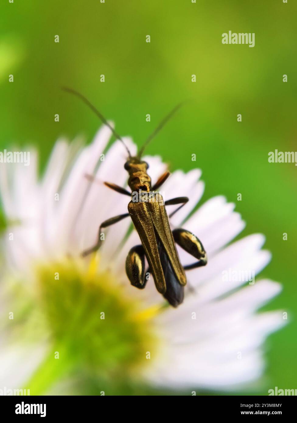 Yellow-legged Thick-legged Flower Beetle (Oedemera flavipes) Insecta ...