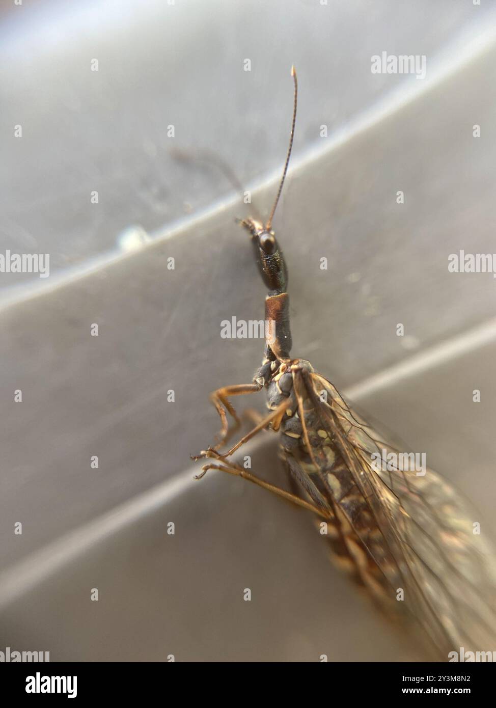 Raphidiid Snakeflies (Raphidiidae) Insecta Stock Photo - Alamy