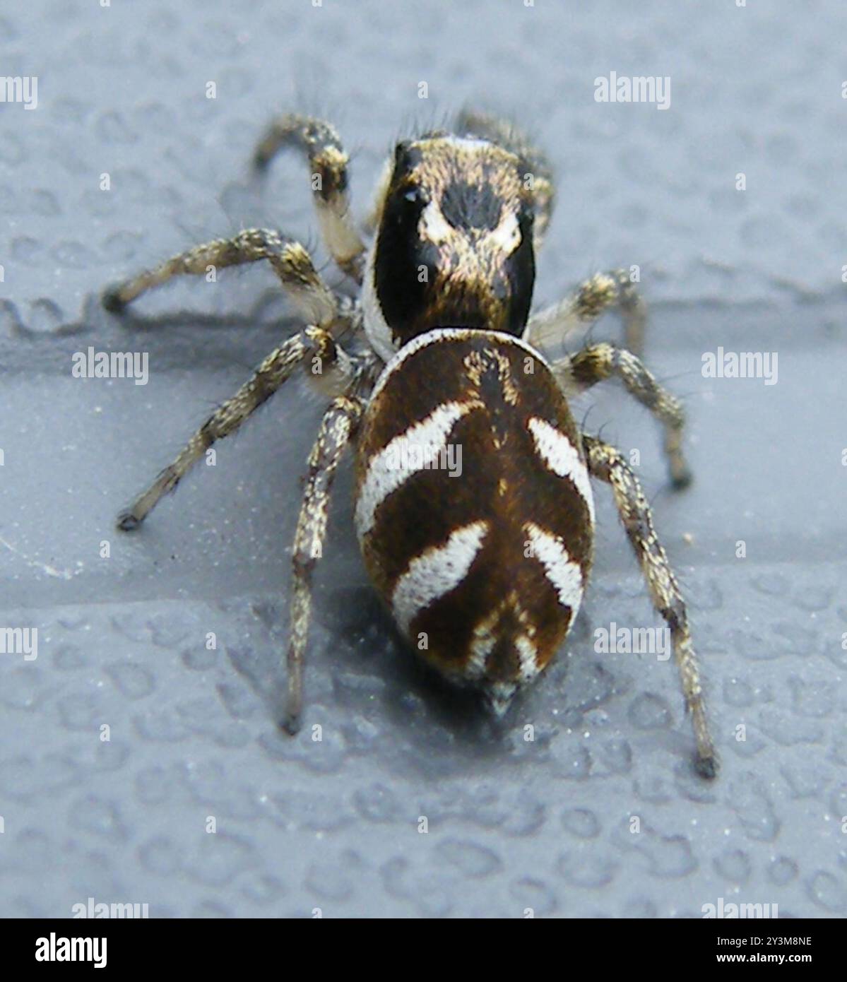 Zebra Jumping Spider (Salticus scenicus) Arachnida Stock Photo - Alamy