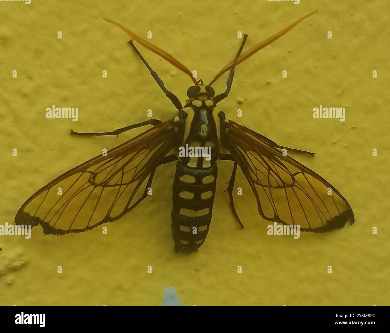Isanthrene cazador hi-res stock photography and images - Alamy