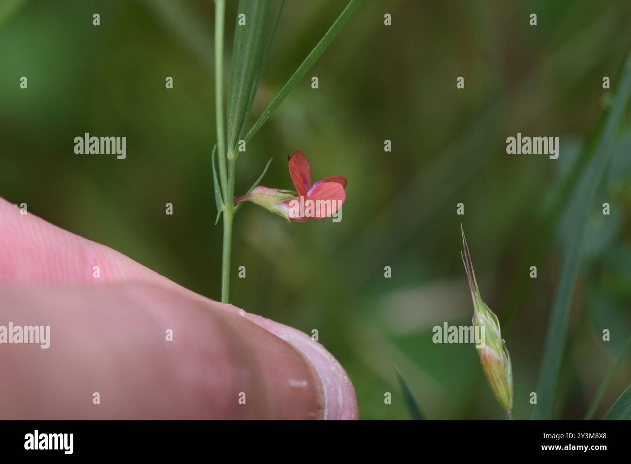 Grass Pea (Lathyrus sphaericus) Plantae Stock Photo - Alamy