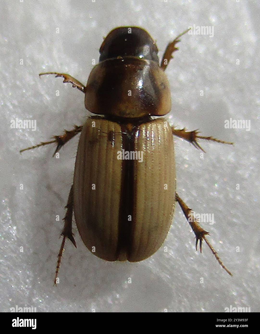 Small Dung Beetles (Aphodiinae) Insecta Stock Photo - Alamy