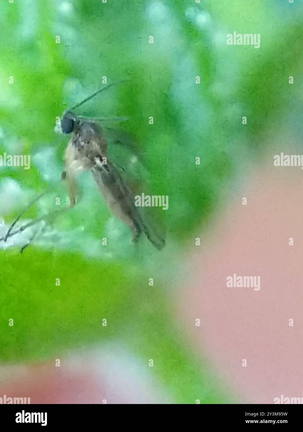 Fungus Gnats and Gall Midges (Sciaroidea) Insecta Stock Photo - Alamy