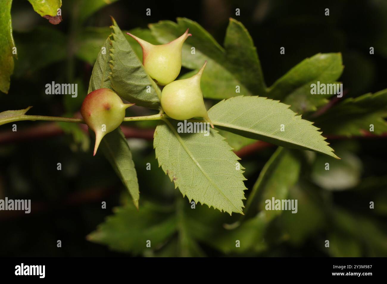 Spiked Pea Gall Wasp (Diplolepis nervosa) Insecta Stock Photo - Alamy
