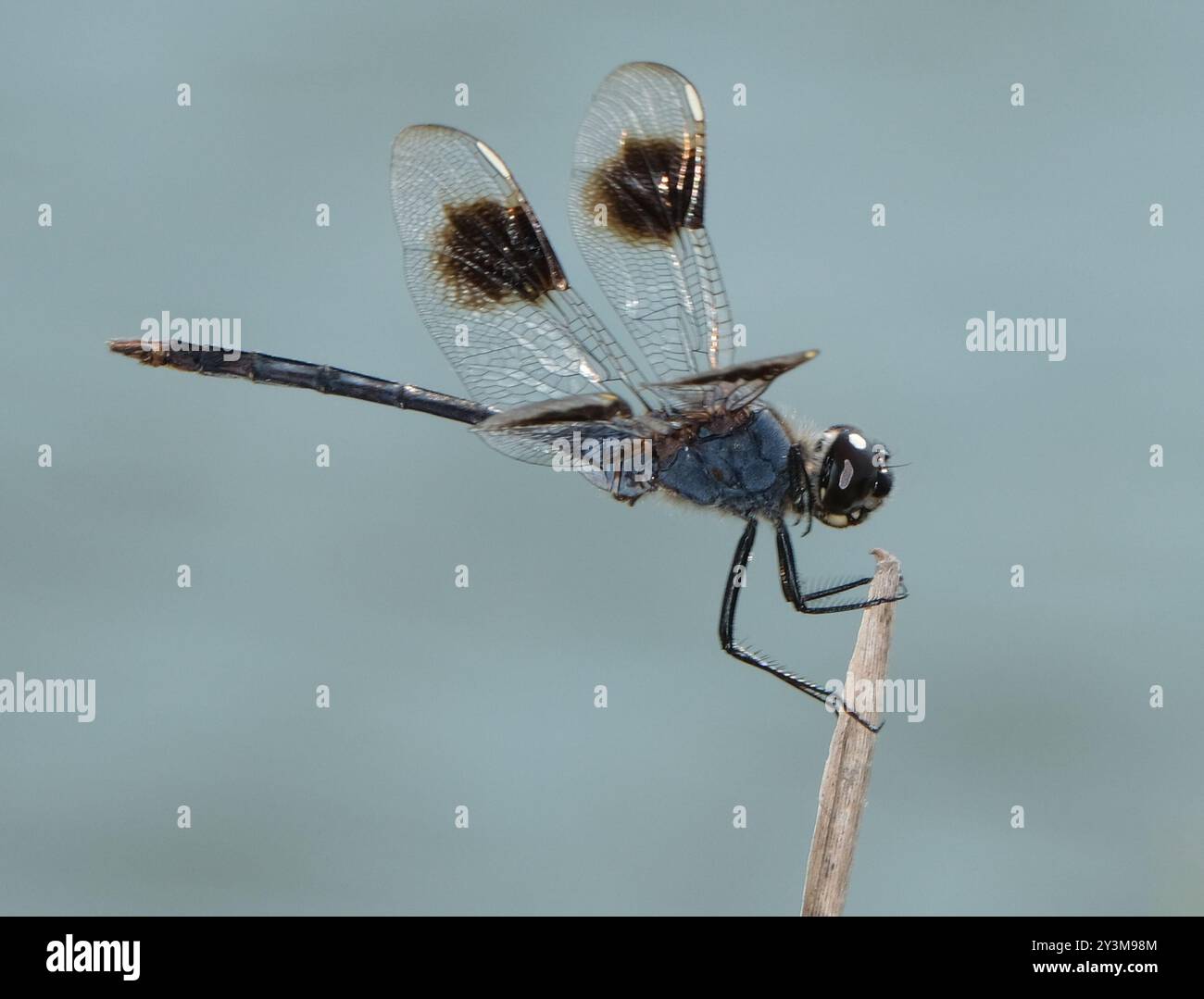 Four-spotted Pennant (Brachymesia gravida) Insecta Stock Photo - Alamy