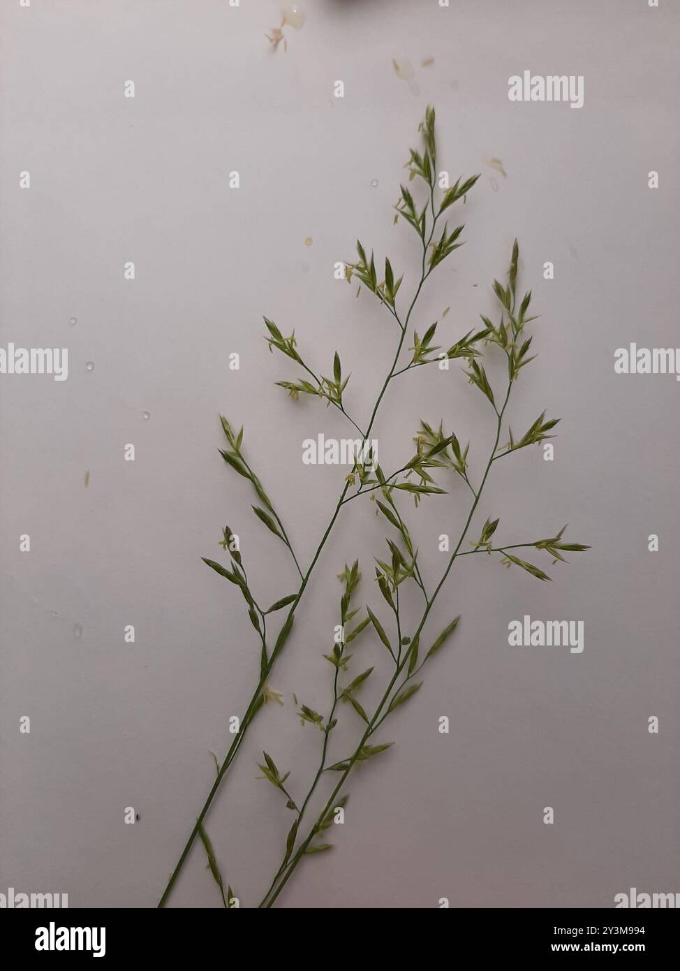 meadow fescue (Lolium pratense) Plantae Stock Photo - Alamy