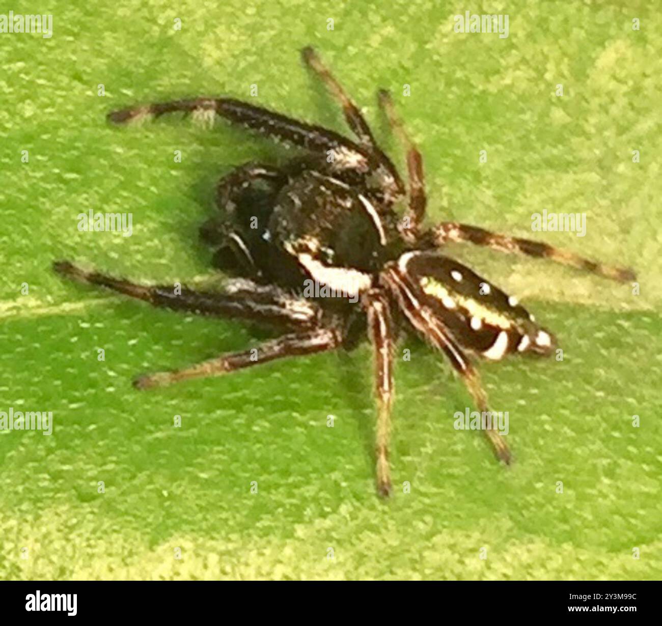 Golden Jumping Spider (Paraphidippus aurantius) Arachnida Stock Photo ...