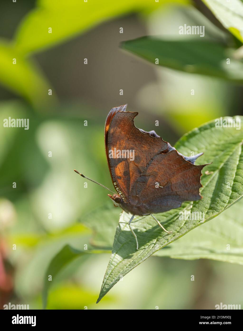 Question Mark Butterfly resting on a green leaf Stock Photo - Alamy
