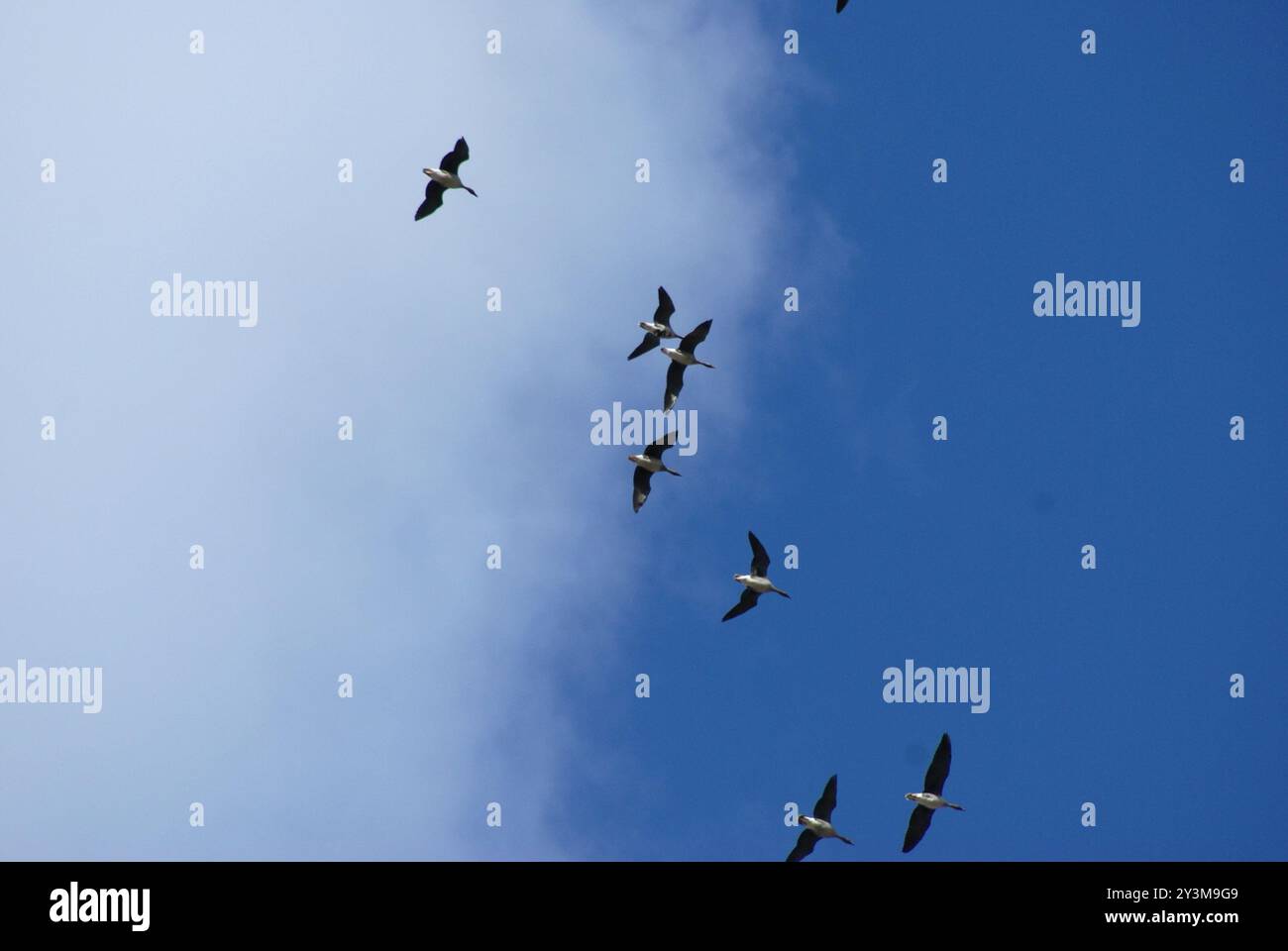 Taiga Bean Goose (Anser fabalis) Aves Stock Photo - Alamy