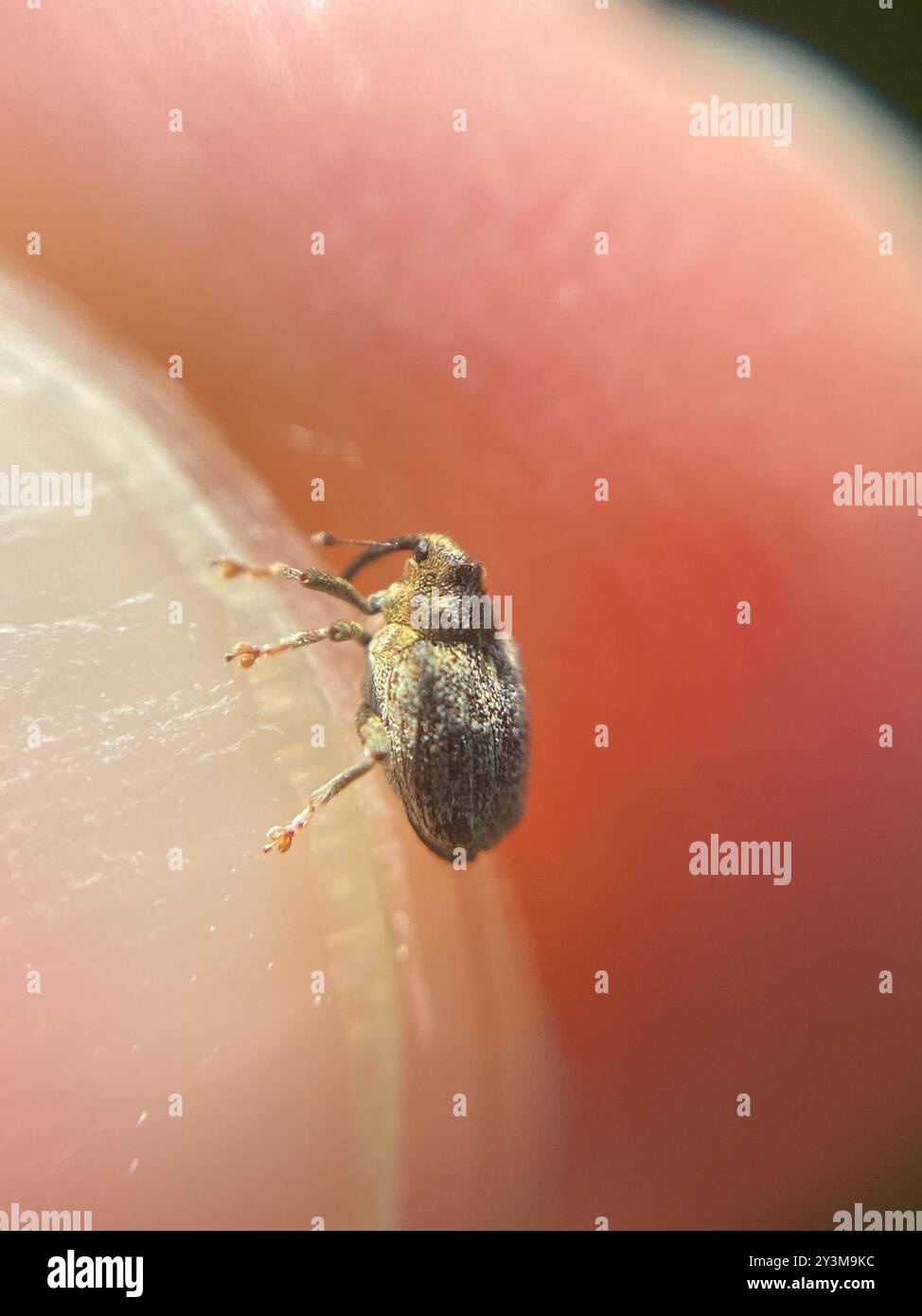 Cabbage Stem Weevil (Ceutorhynchus pallidactylus) Insecta Stock Photo ...