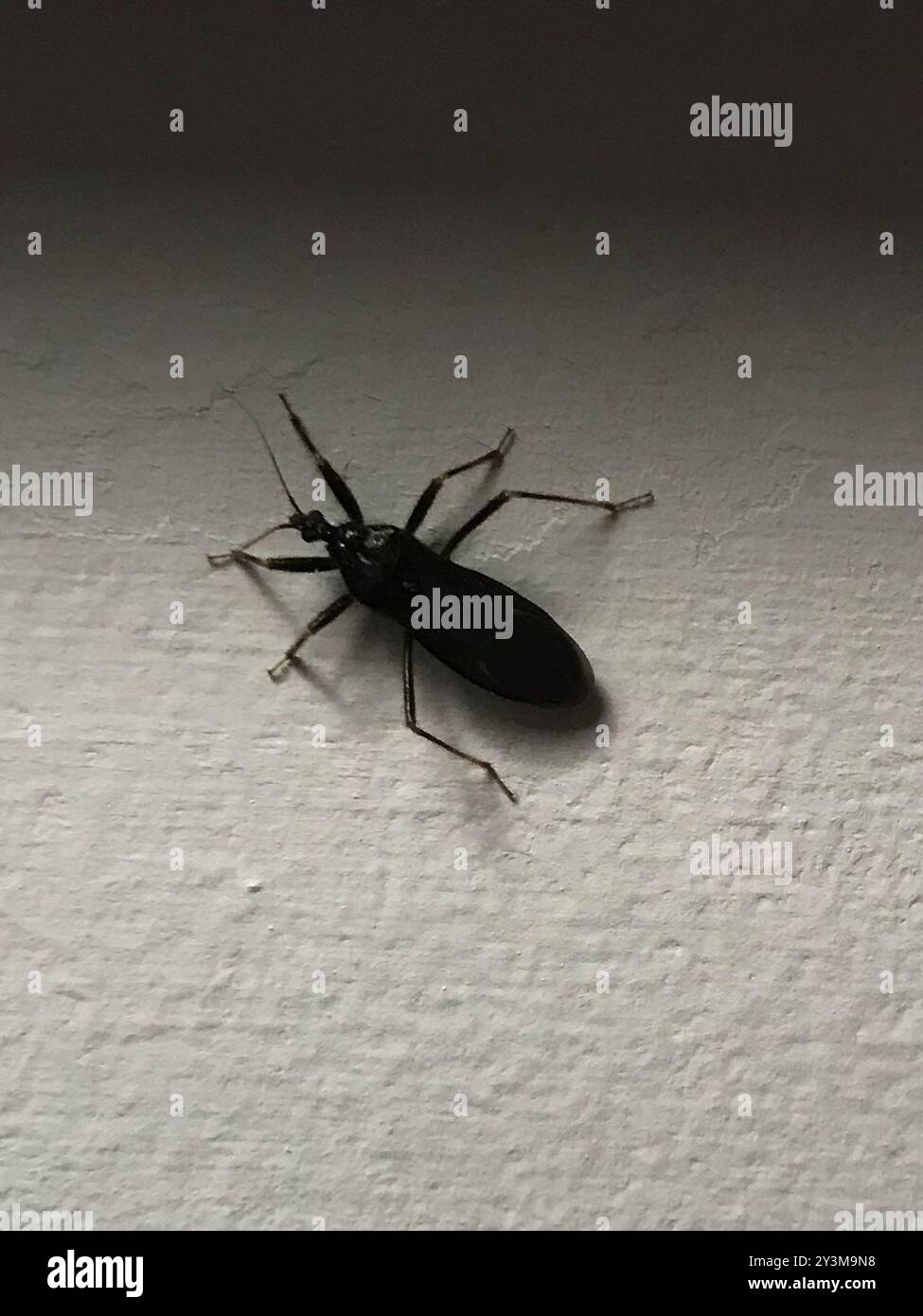 Masked Hunter (Reduvius personatus) Insecta Stock Photo - Alamy