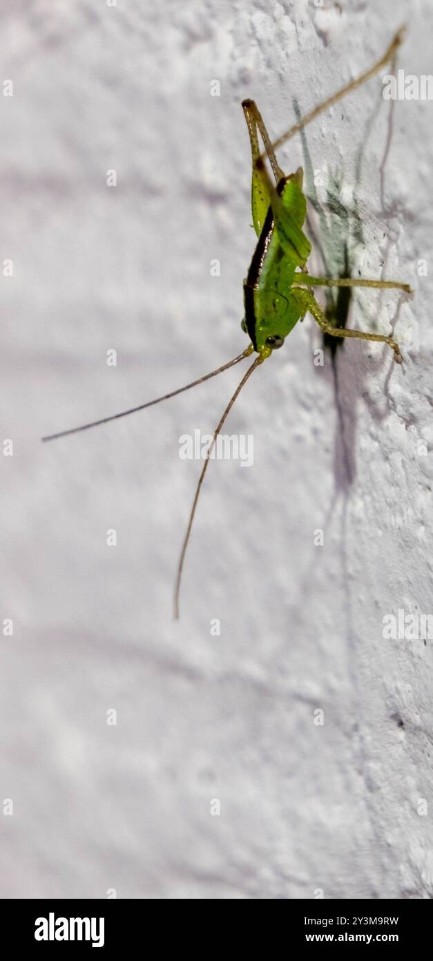 Common Meadow Katydids (Conocephalini) Insecta Stock Photo - Alamy