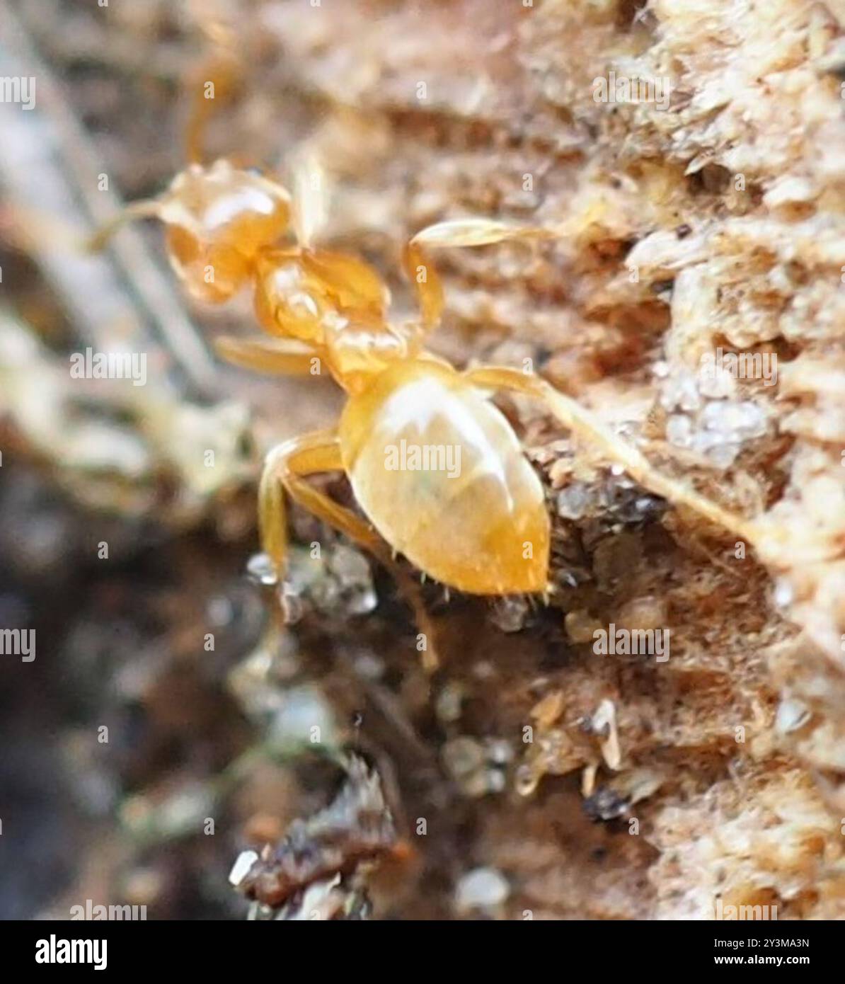 Citronella Ants, Fuzzy Ants, and Allies (Lasius) Insecta Stock Photo ...