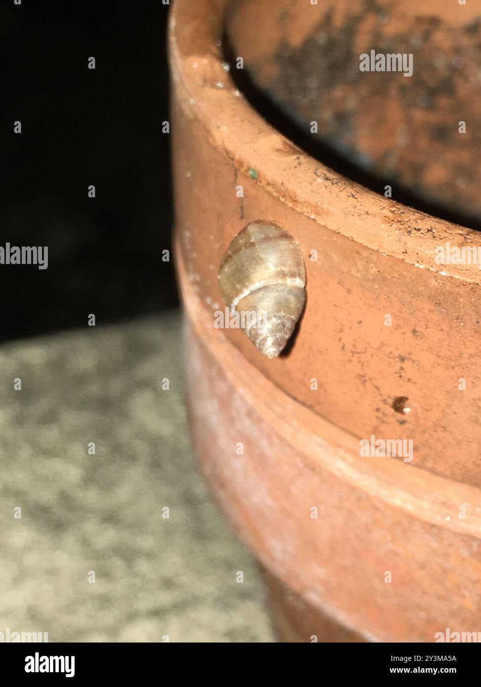 West Indian Bulimulus (Bulimulus guadalupensis) Mollusca Stock Photo ...