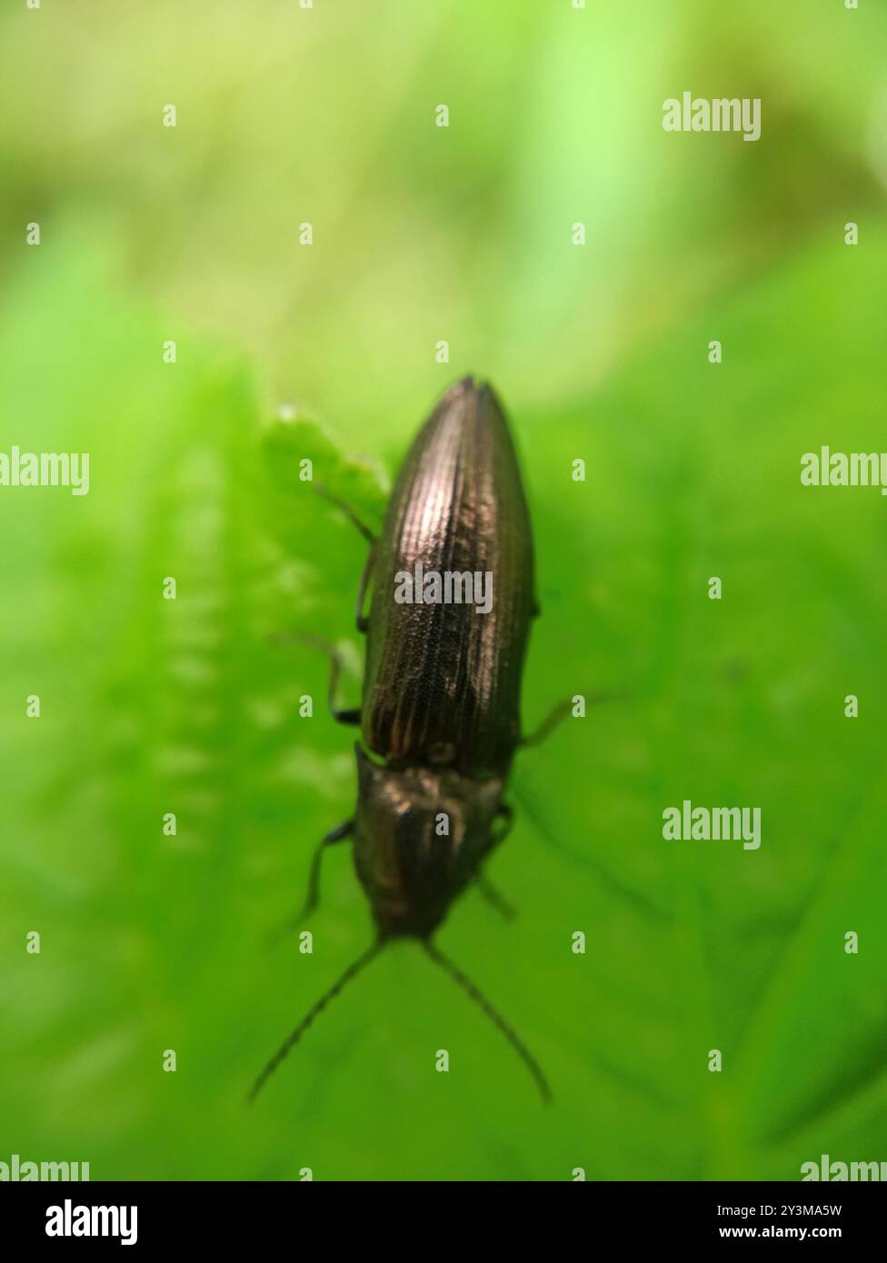 copper click beetle (Ctenicera cuprea) Insecta Stock Photo - Alamy