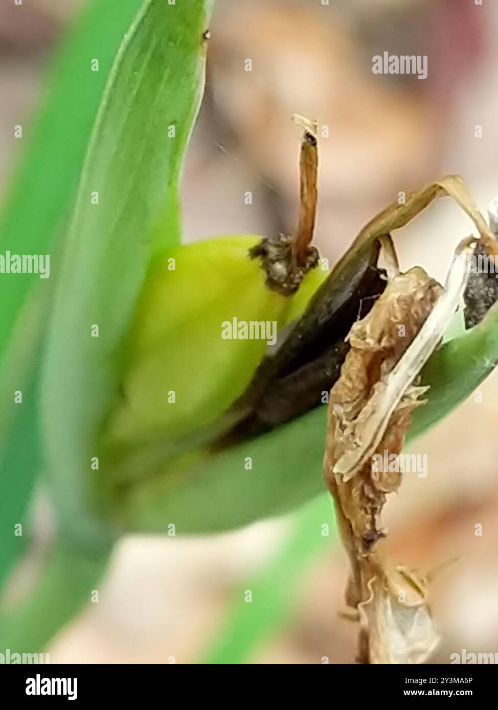 Common Beardless Irises (Limniris) Plantae Stock Photo - Alamy