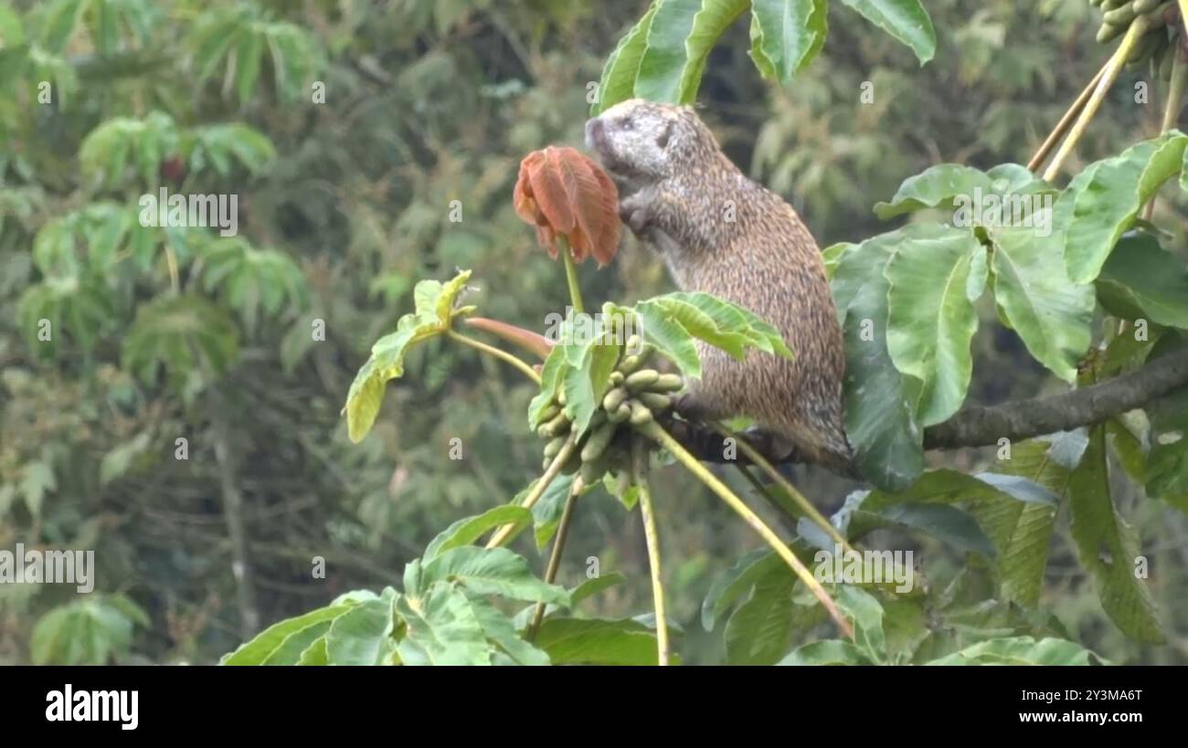 Stump-tailed Porcupine (Coendou rufescens) Mammalia Stock Photo - Alamy