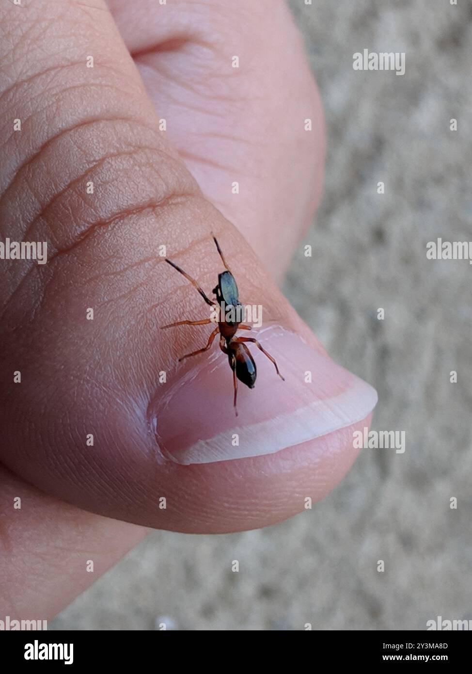 (Myrmarachne formicaria) Arachnida Stock Photo - Alamy